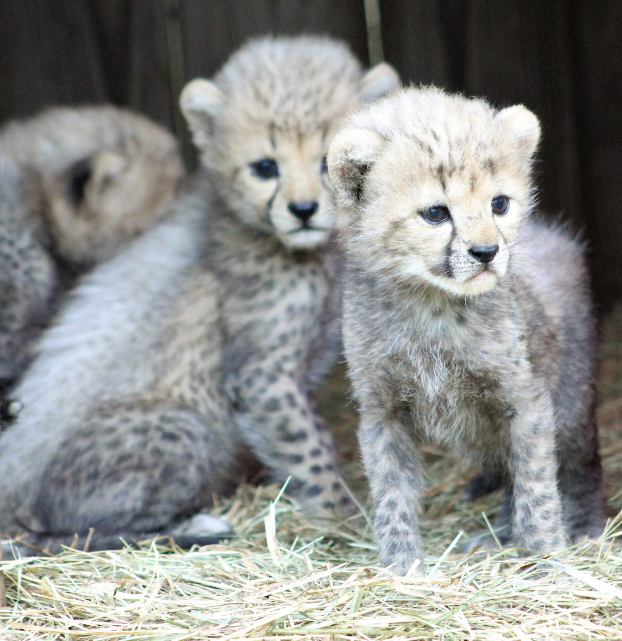 Four Cheetah Cubs Born at White Oak - White Oak Conservation