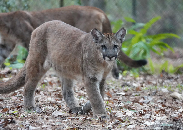 Florida panther Archives - White Oak Conservation