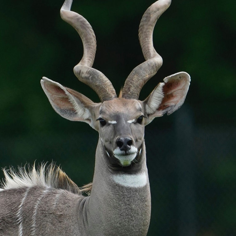 Animals - White Oak Conservation