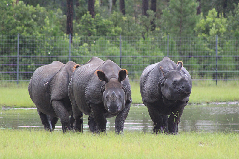 Greater One-Horned Rhino - White Oak Conservation