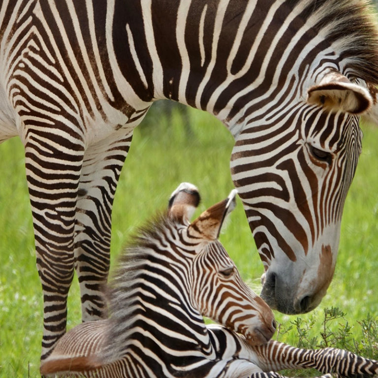 Grevy's Zebra Foals Born at White Oak - White Oak Conservation