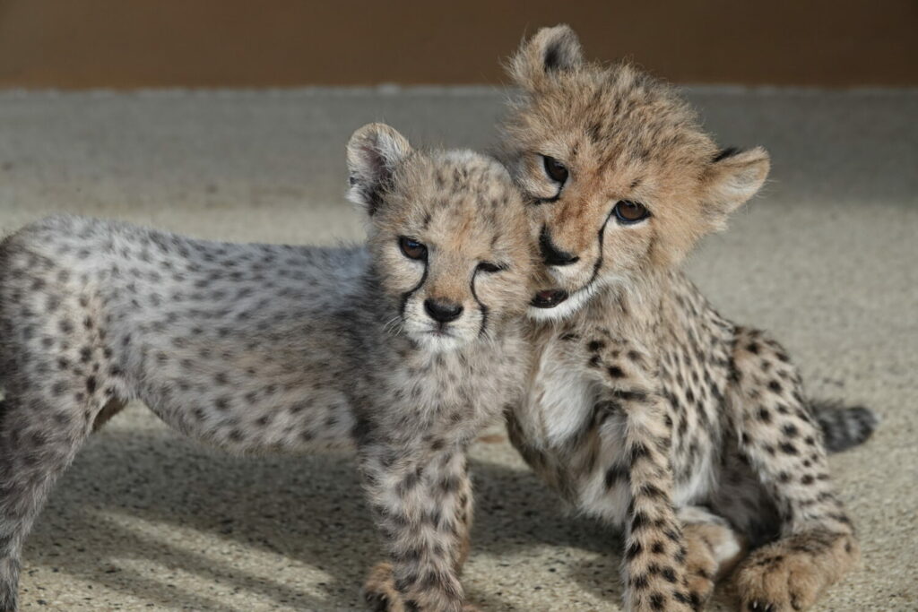 White Oak And Cincinnati Zoo Pair Cheetah Cubs - White Oak Conservation