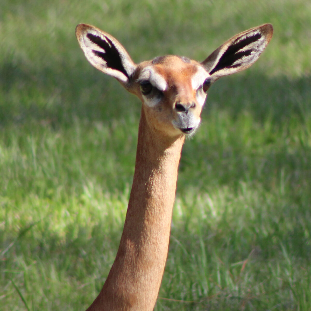 Gerenuk White Oak Conservation