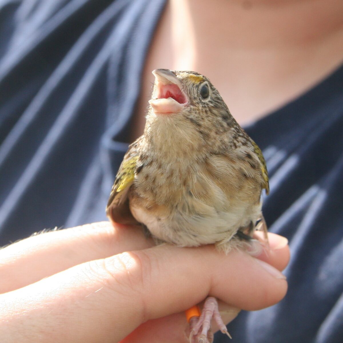 Internships and Residency Programs - White Oak Conservation